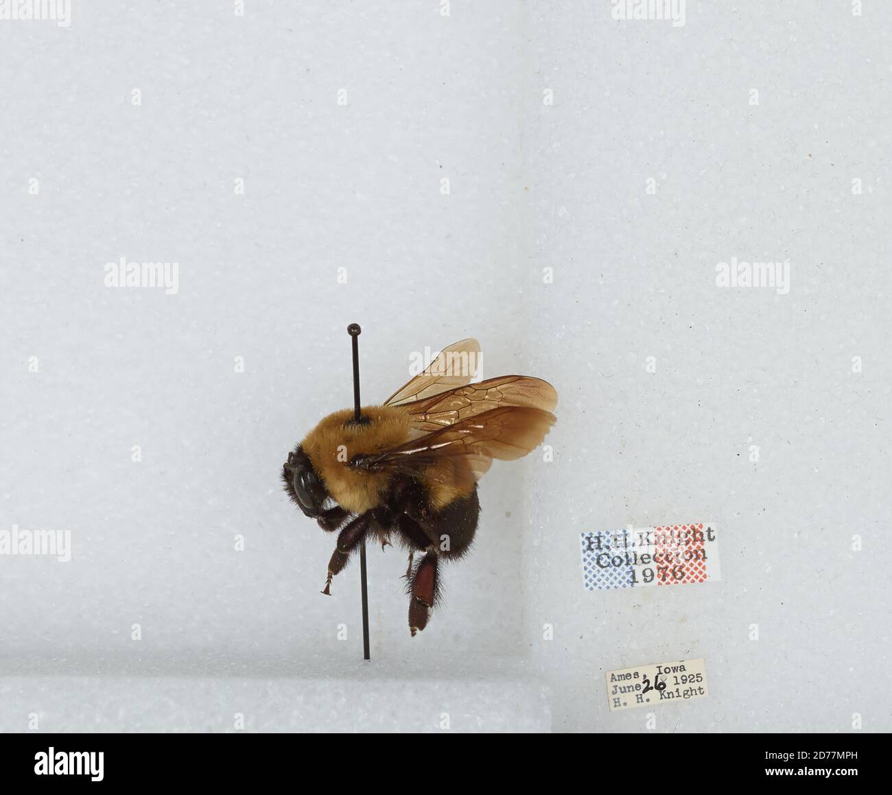 Ames, Story, Iowa, United States, Bombus (Separatobombus) griseocollis ...