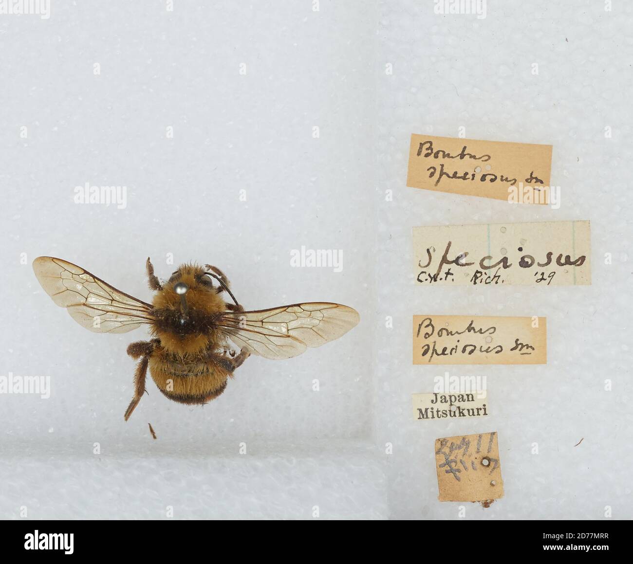 Mitsukuri, Nagano, Japan, Bombus (Bombus) ignitus Smith, Animalia ...