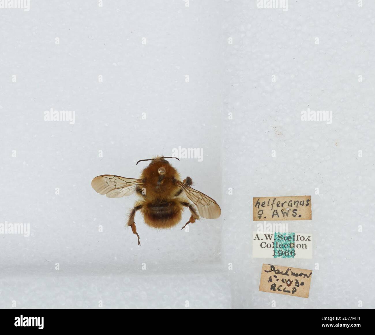 Dartmoor, Devon, England, United Kingdom, Bombus (Thoracobombus ...