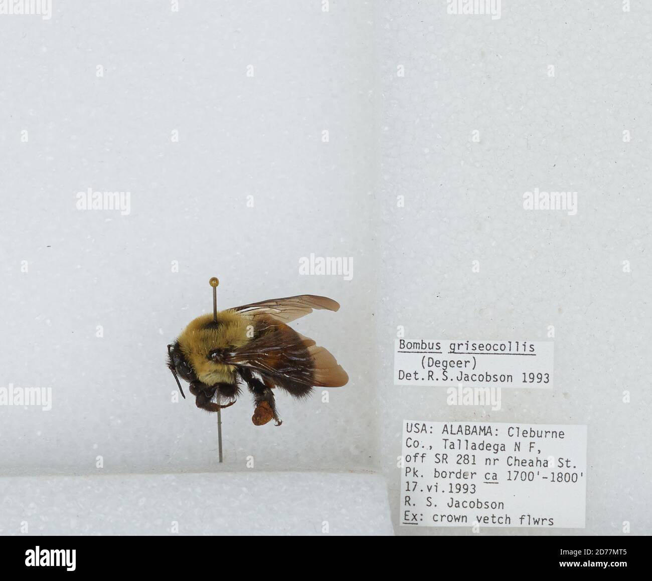 Talladega National Forest, off State Route 281 near Cheaha State Park ...