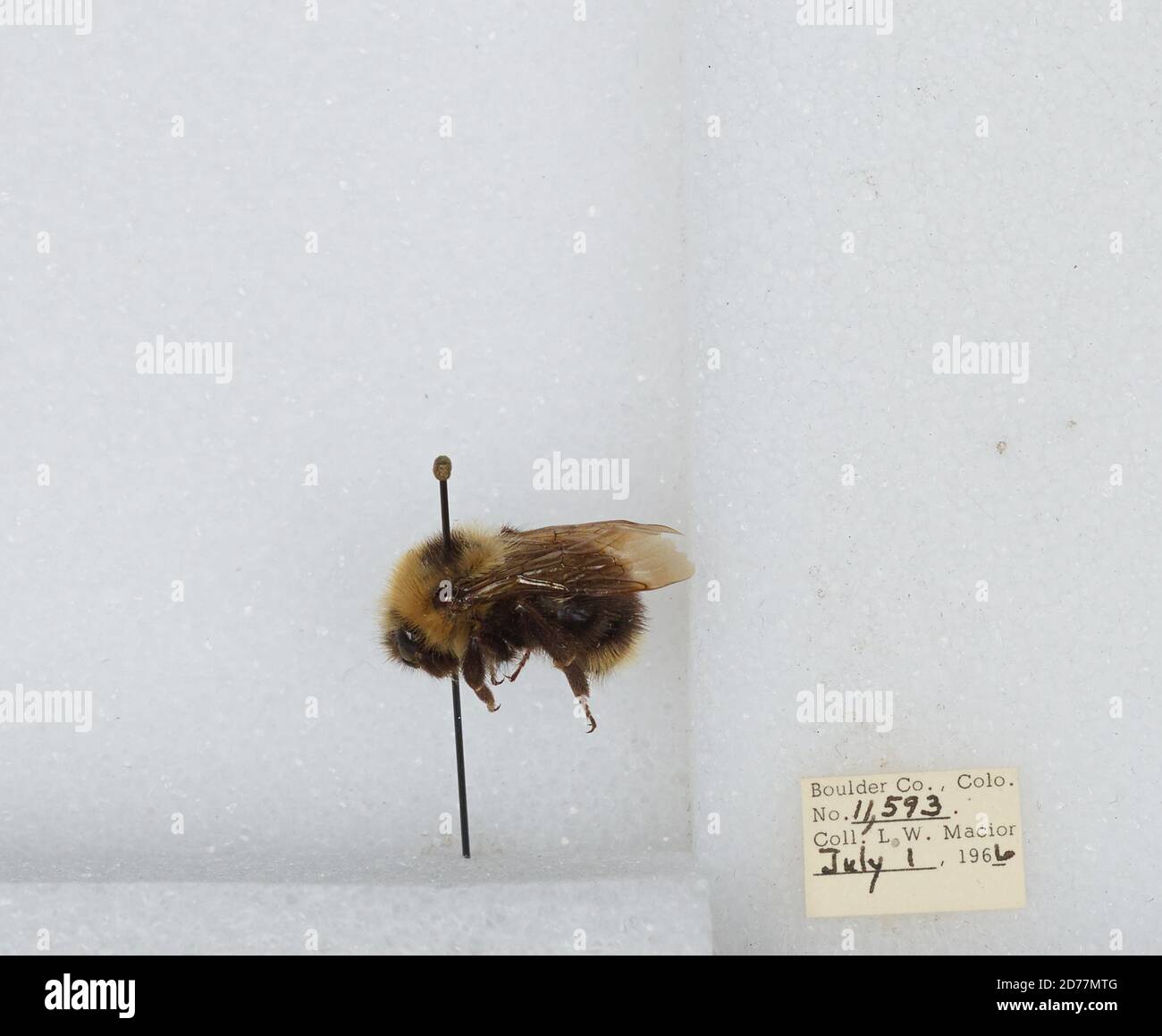 Boulder, Colorado, United States, Bombus (Psithyrus) insularis (Smith ...