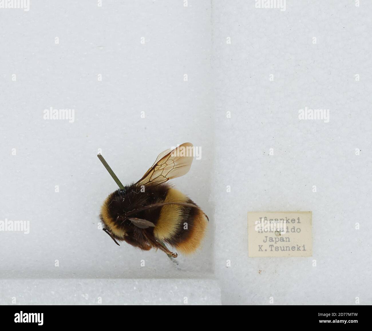 Jozankei, Hokkaido, Japan, Bombus (Bombus) ignitus Smith, Animalia ...