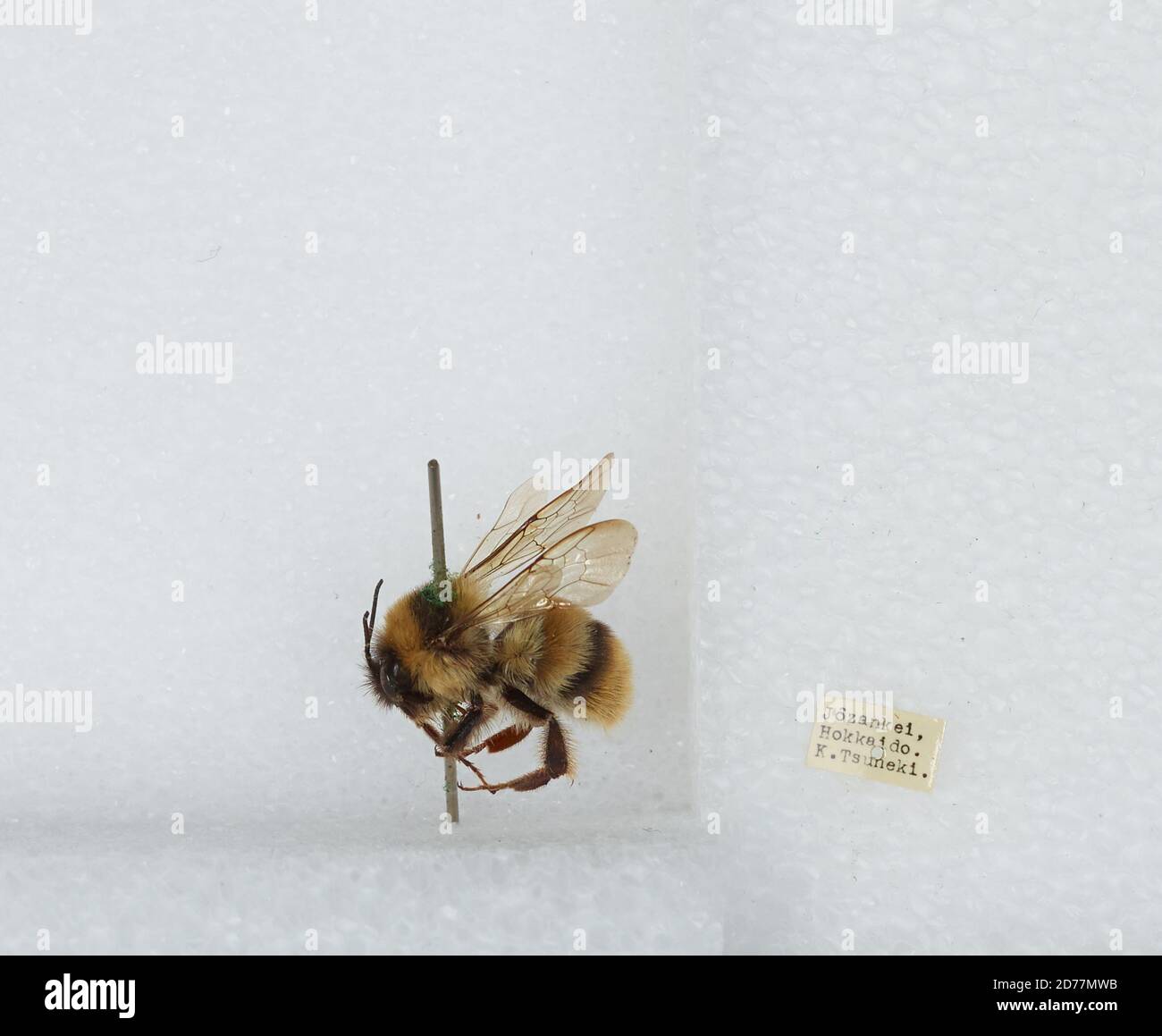 Jozankei, Hokkaido, Japan, Bombus (Bombus) ignitus Smith, Animalia ...