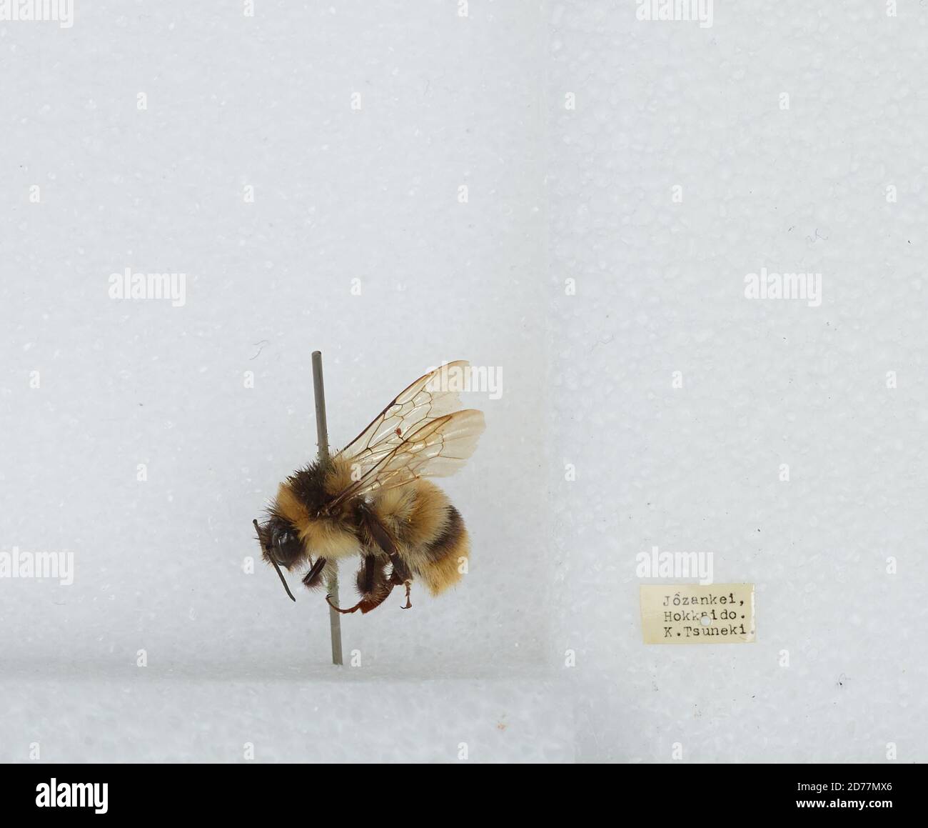 Jozankei, Hokkaido, Japan, Bombus (Bombus) ignitus Smith, Animalia ...