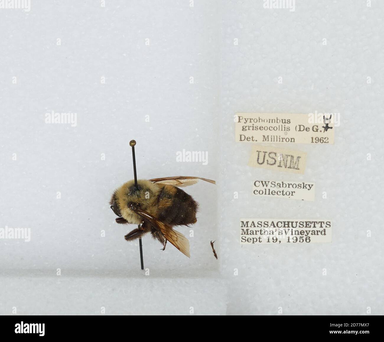 Martha's Vineyard, Dukes, Massachusetts, United States, Bombus ...