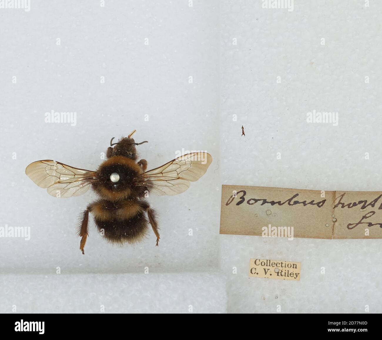 Bombus (Megabombus) hortorum (Linnaeus), Animalia, Arthropoda, Insecta ...