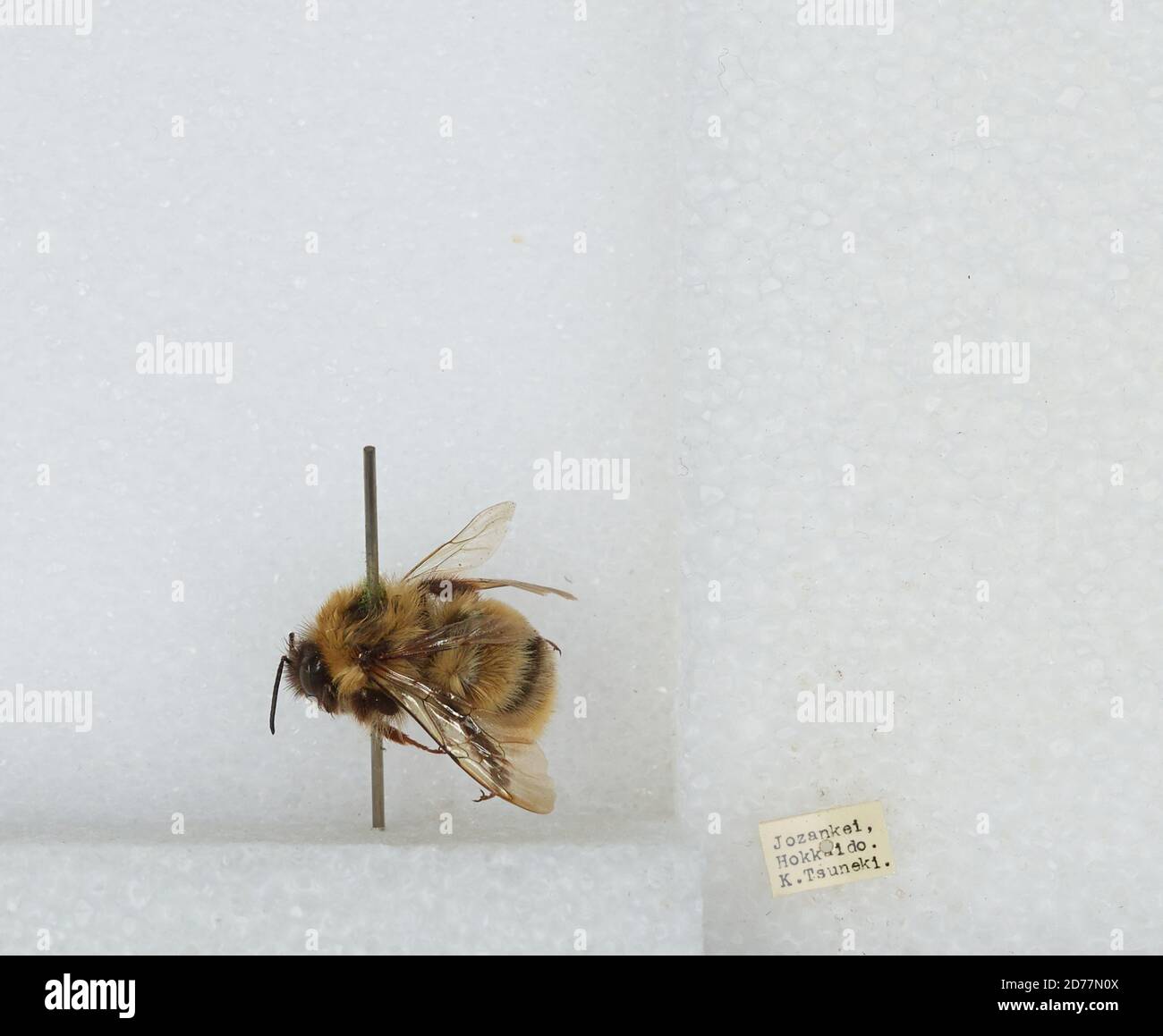 Jozankei, Hokkaido, Japan, Bombus (Bombus) ignitus Smith, Animalia, Arthropoda, Insecta ...