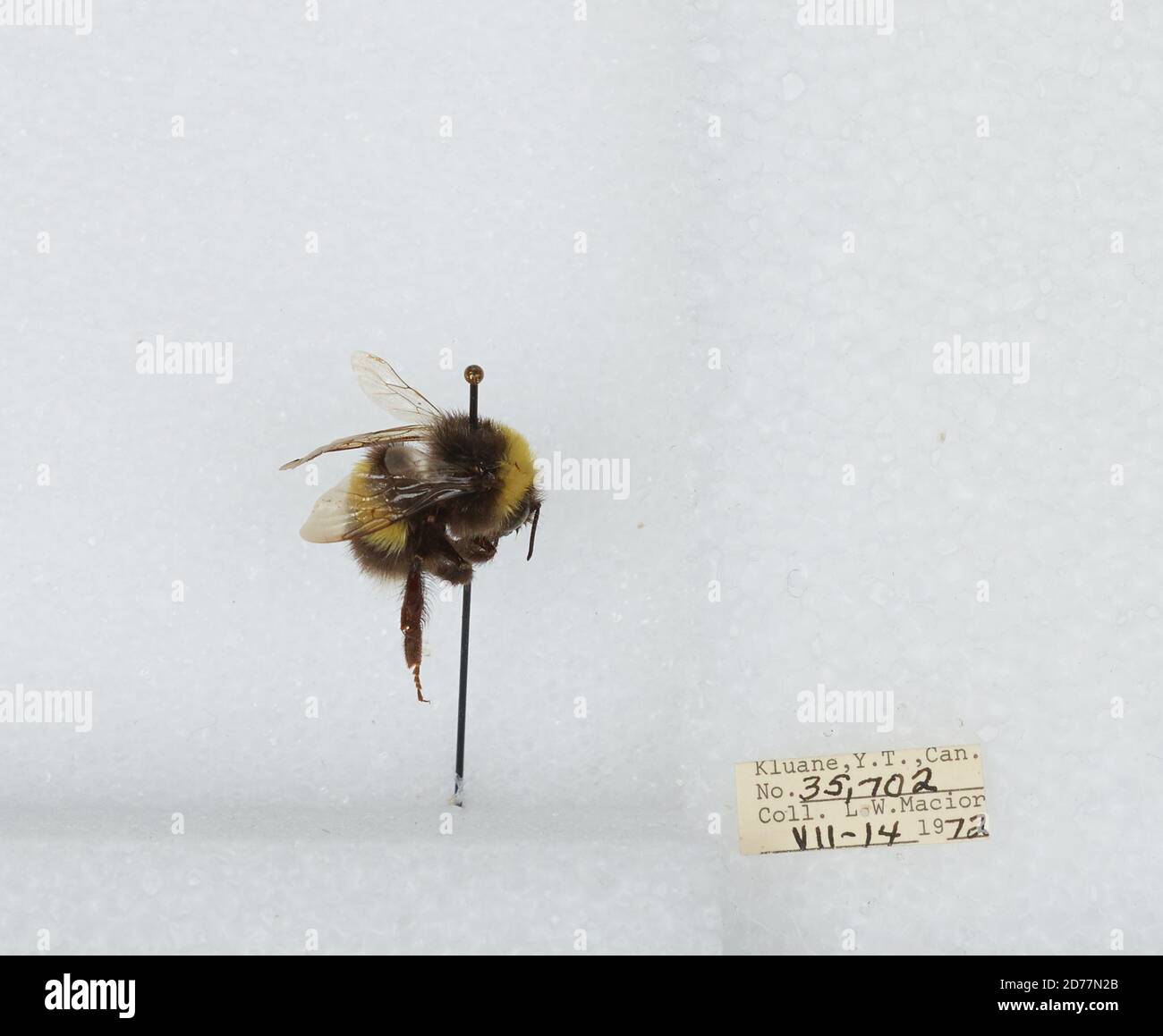 Kluane, Yukon Territory, Canada, Bombus (Bombus) lucorum (Linnaeus ...