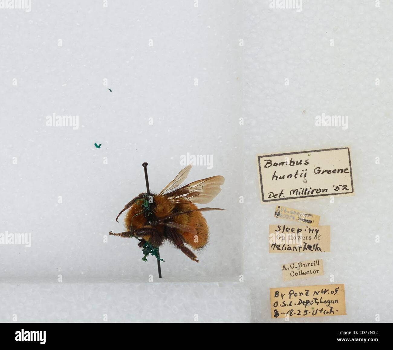 Logan greene hi-res stock photography and images - Alamy