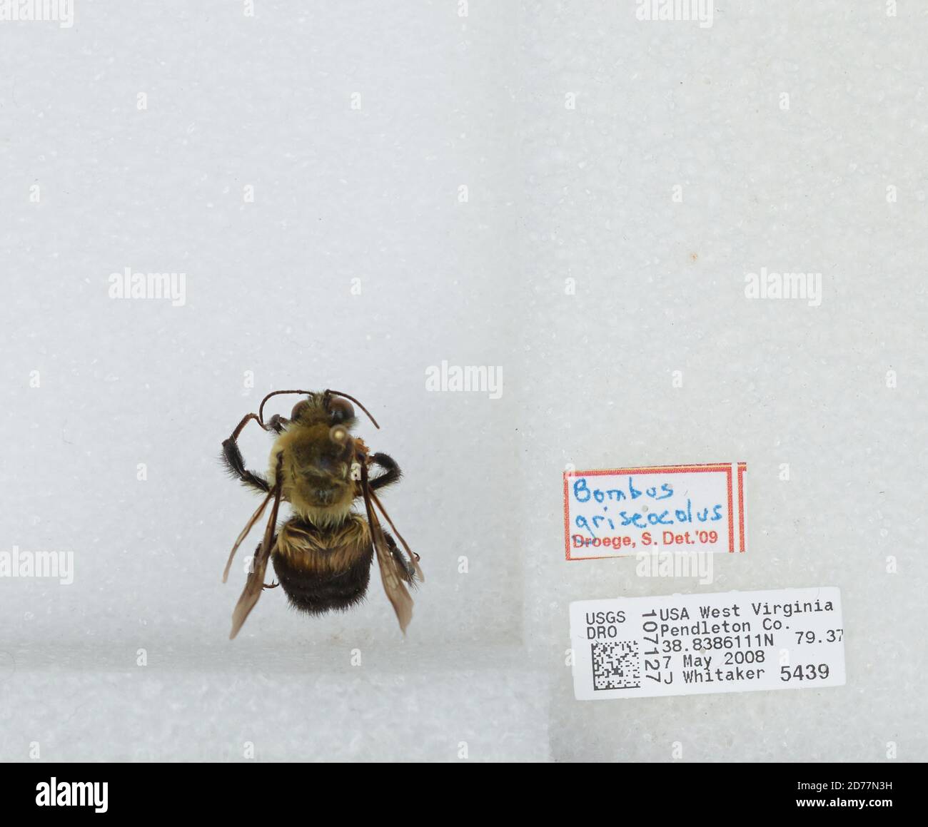 Pendleton, West Virginia, United States, Bombus (Separatobombus ...