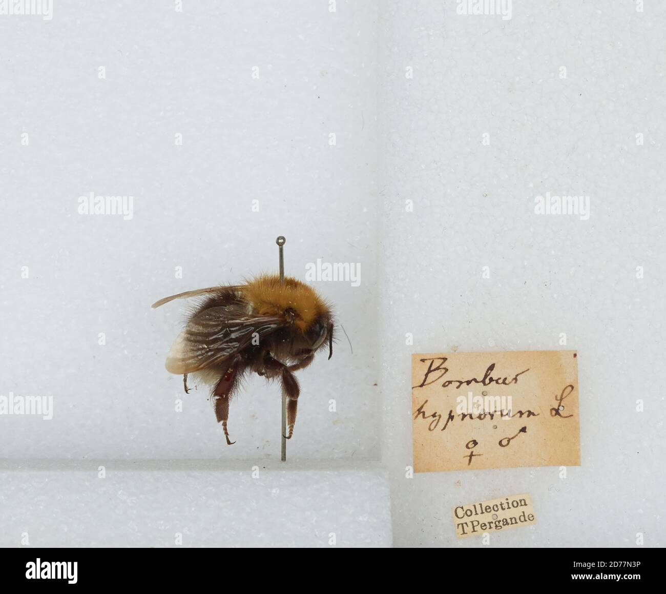 Bombus (Pyrobombus) hypnorum hypnorum (Linnaeus), Animalia, Arthropoda ...