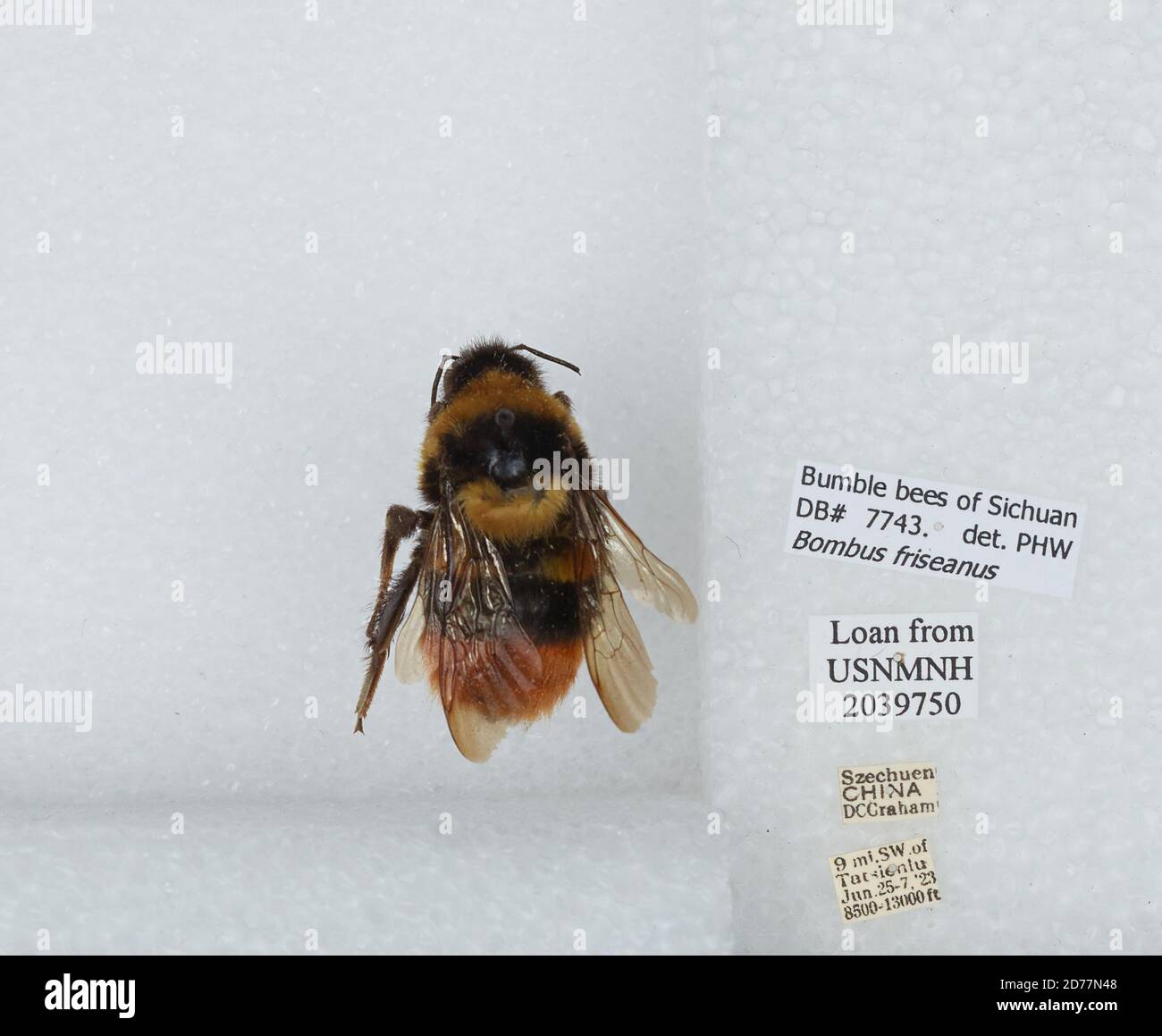 9 miles southwest of Tatsienlu, Sichuan, China, Bombus (Melanobombus ...