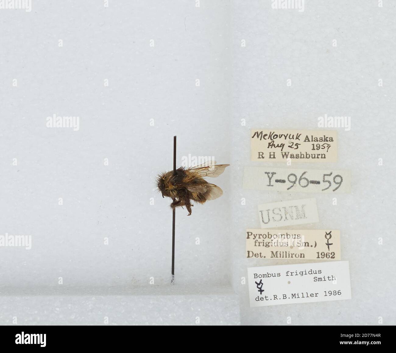 Mekoryuk, Bethel, Alaska, United States, Bombus (Pyrobombus) frigidus ...