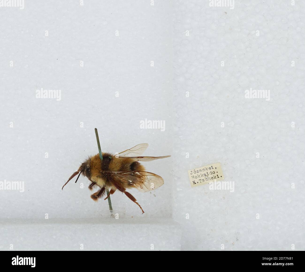 Jozankei, Hokkaido, Japan, Bombus (Bombus) ignitus Smith, Animalia ...