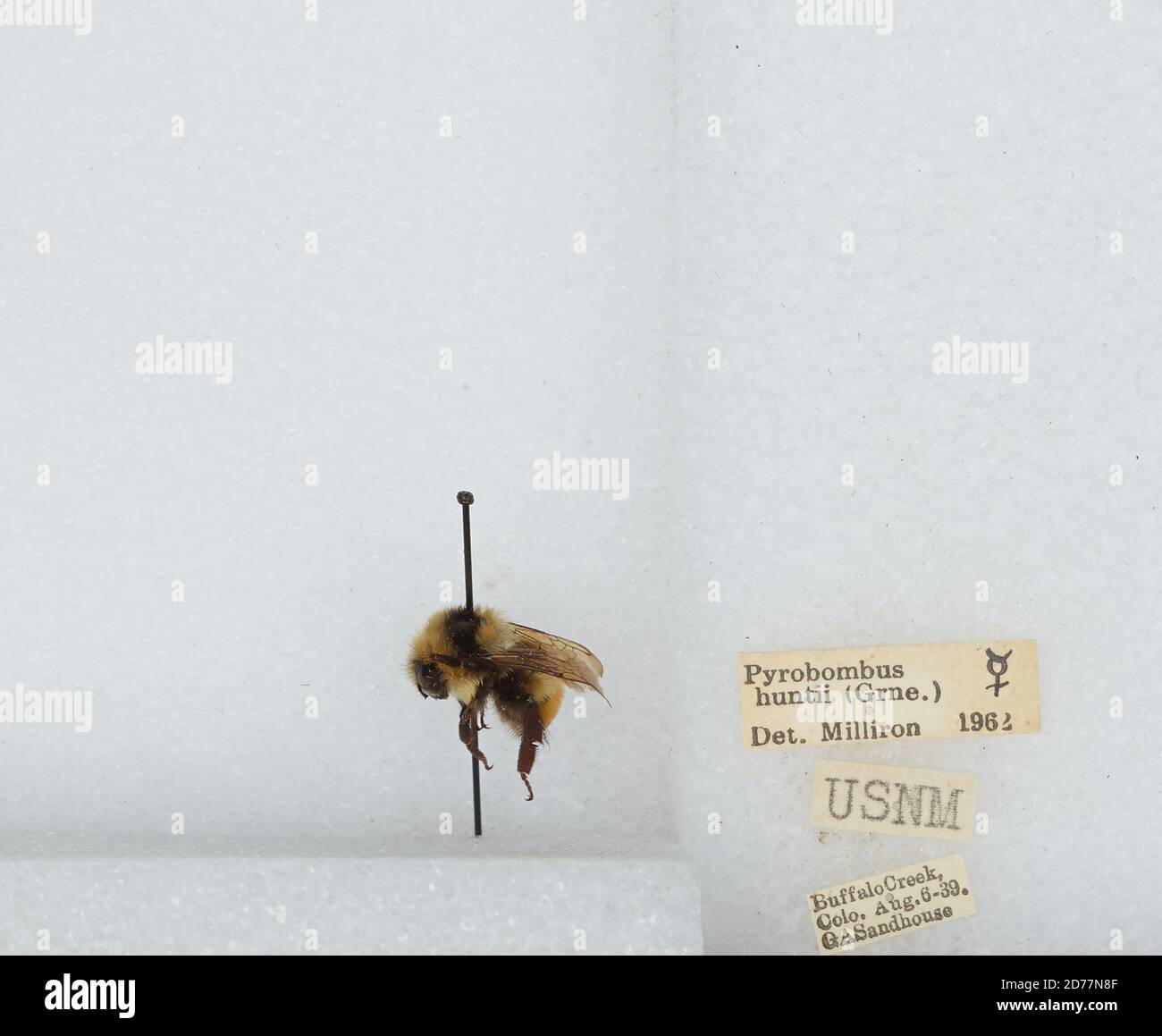 Buffalo Creek, Jefferson, Colorado, United States, Bombus (Pyrobombus ...