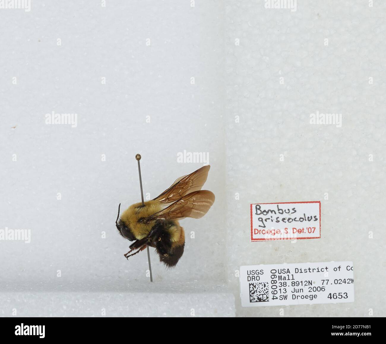 Washington, National Mall, District of Columbia, United States, Bombus ...