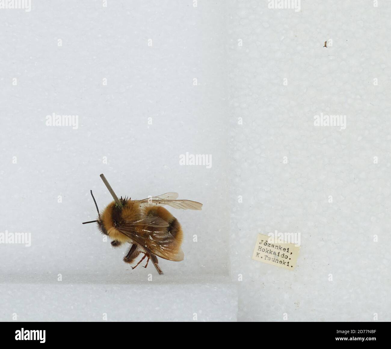 Jozankei, Hokkaido, Japan, Bombus (Bombus) ignitus Smith, Animalia ...