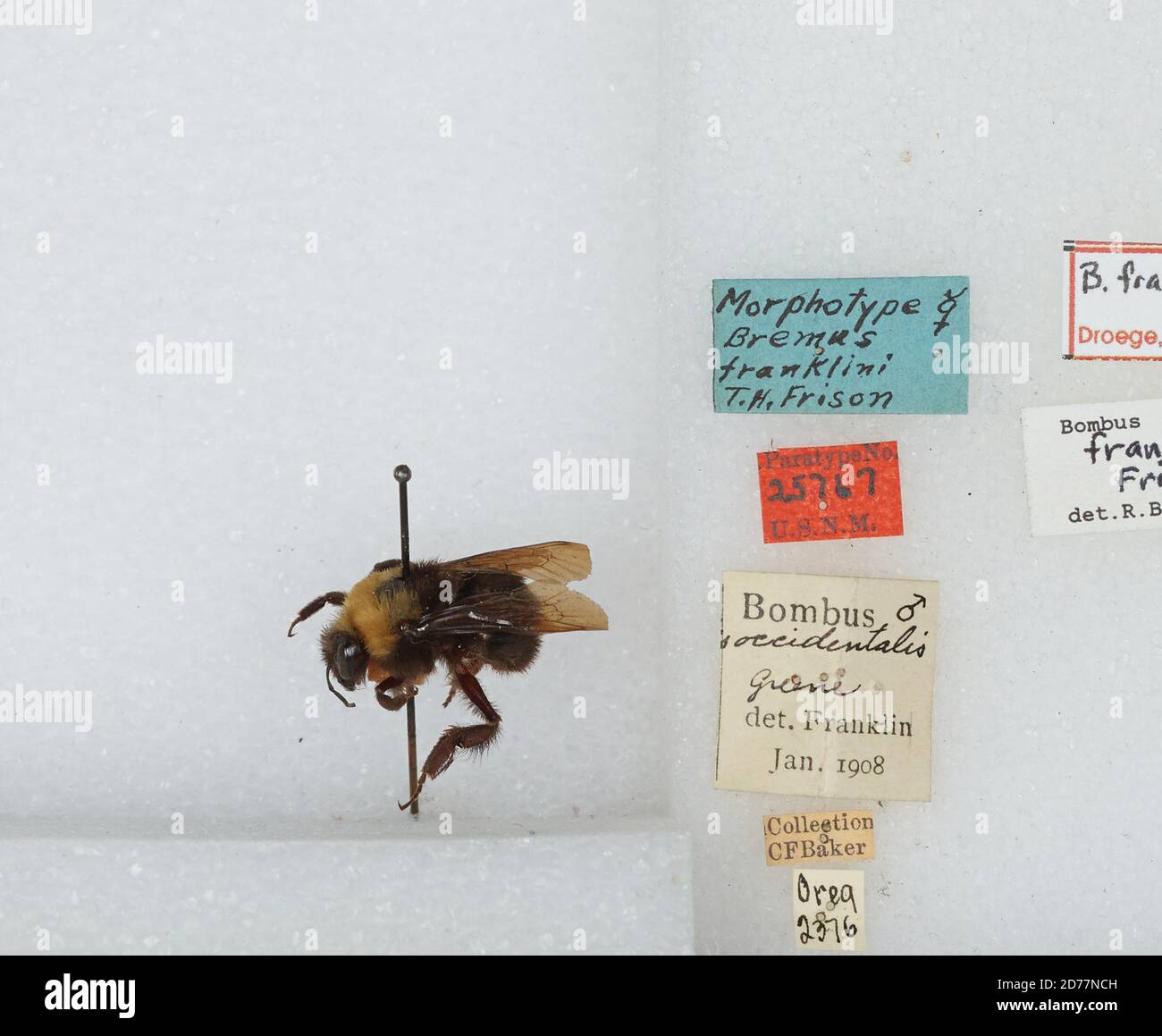 Oregon, United States, Bombus (Bombus) franklini (Frison), Animalia ...