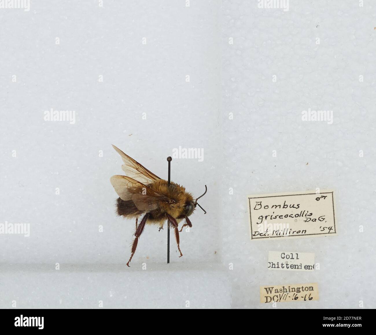 Washington, District Of Columbia, United States, Bombus (Separatobombus ...