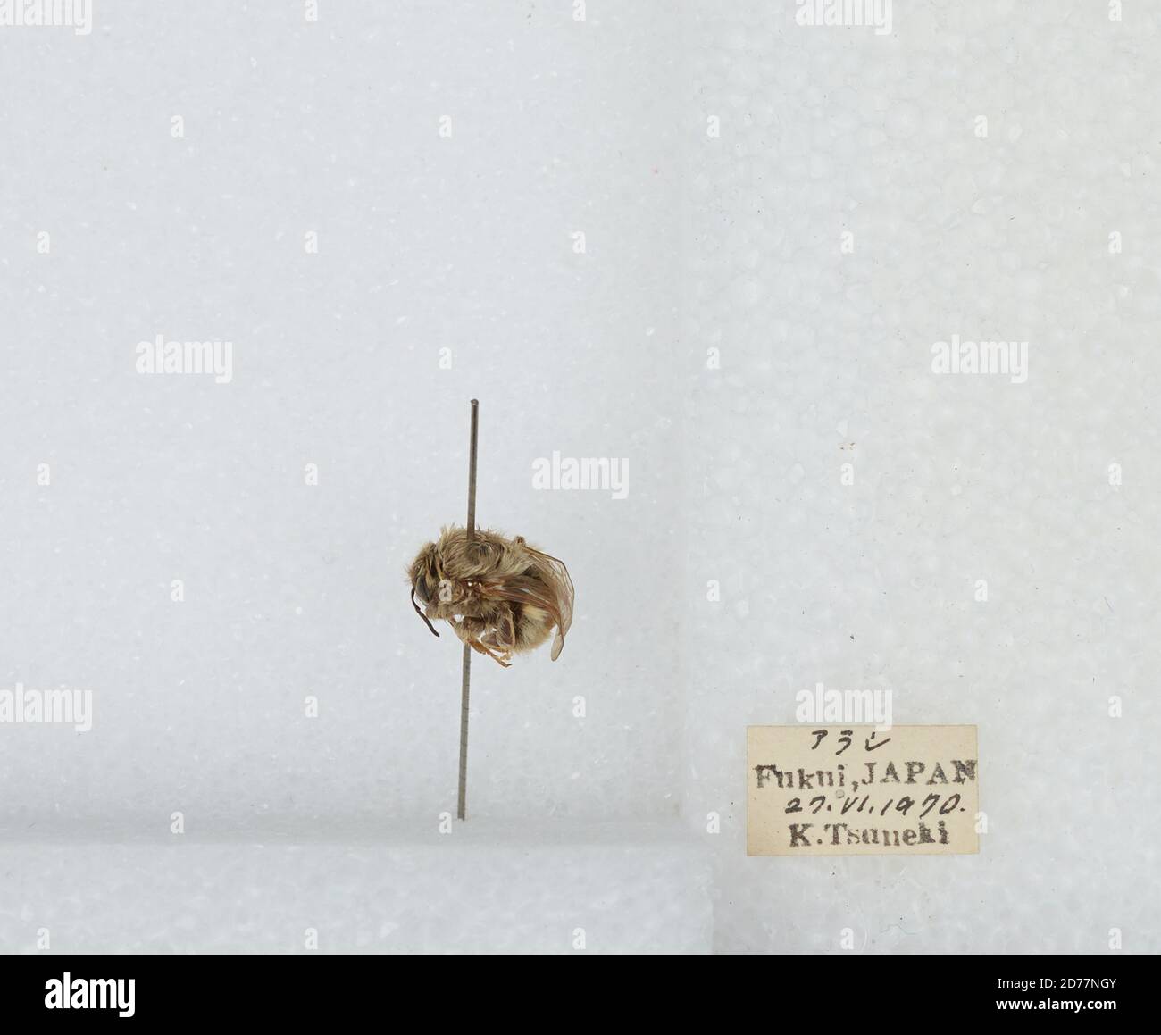 Fukui, Japan, Bombus (Bombus) ignitus Smith, Animalia, Arthropoda, Insecta, Hymenoptera, Apidae ...