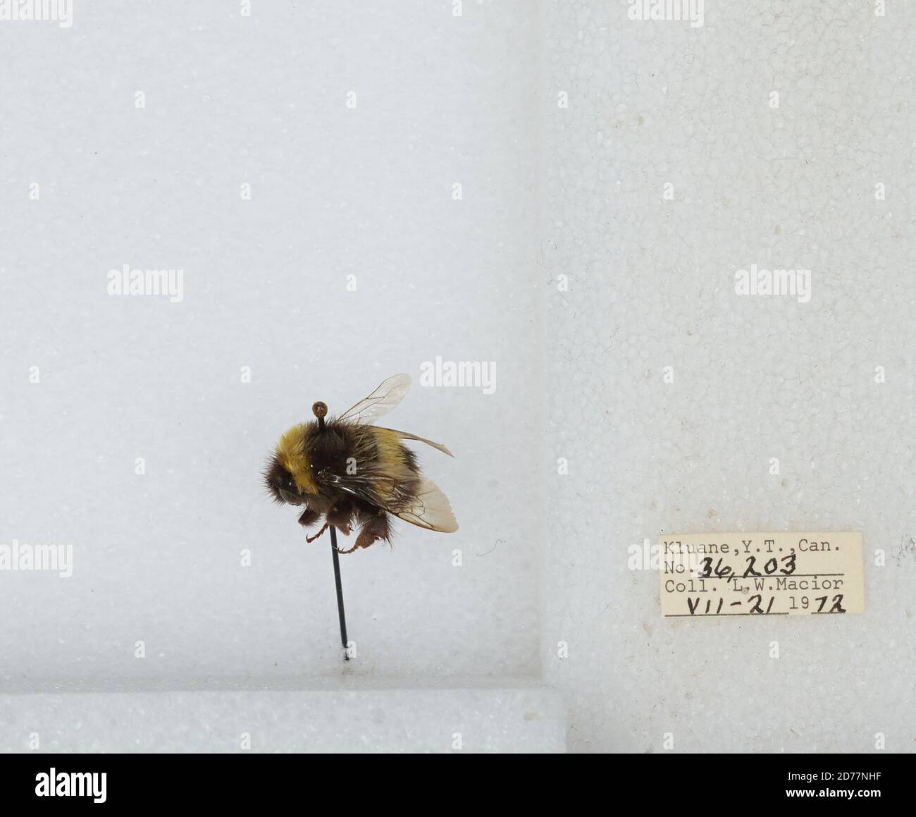 Kluane, Yukon Territory, Canada, Bombus (Bombus) lucorum (Linnaeus ...