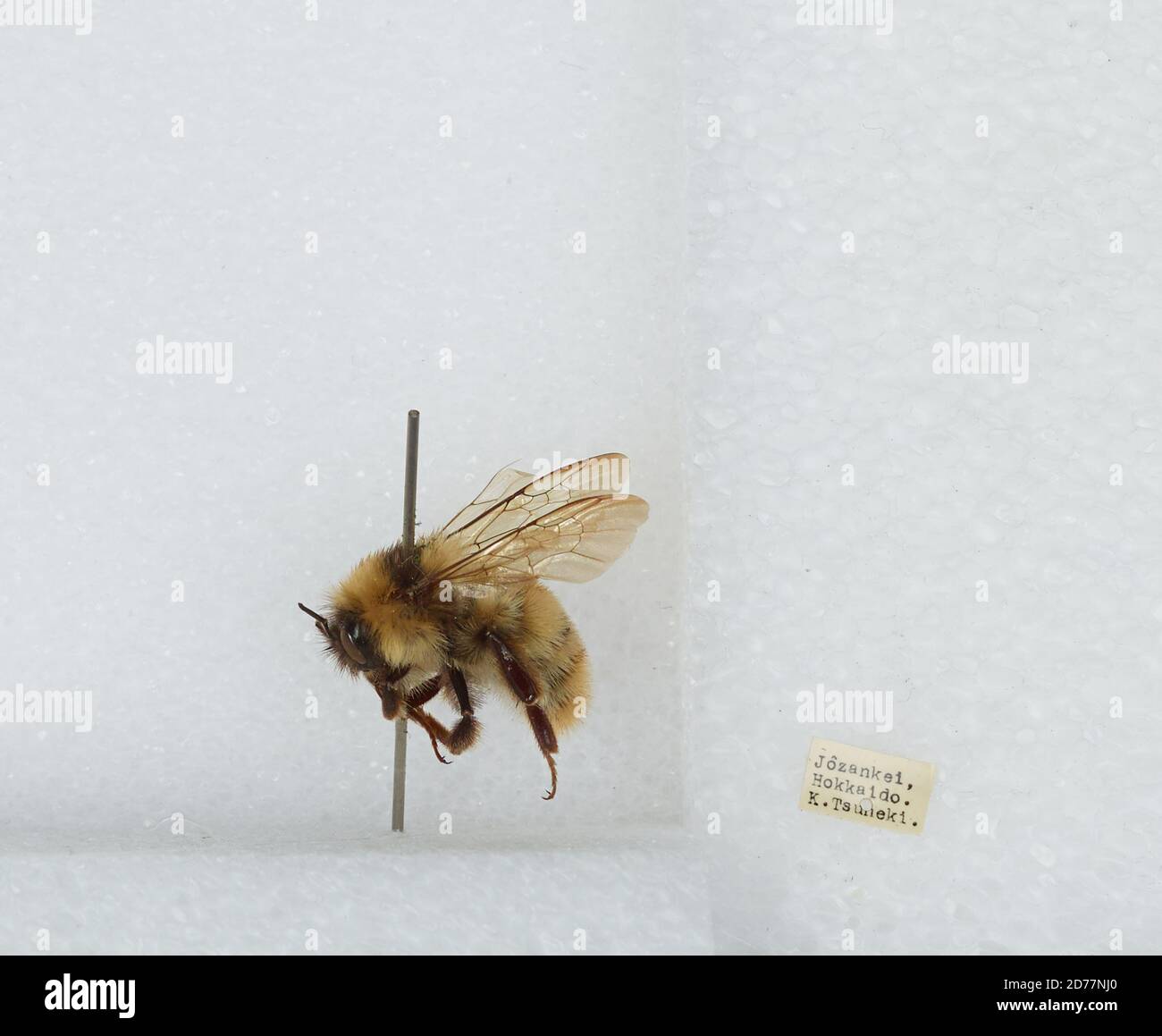 Jozankei, Hokkaido, Japan, Bombus (Bombus) ignitus Smith, Animalia, Arthropoda, Insecta ...