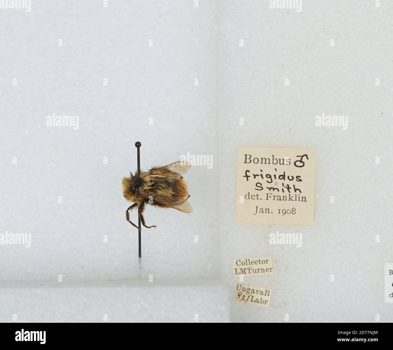Ungava Bay, Newfoundland and Labrador, Canada, Bombus (Pyrobombus ...
