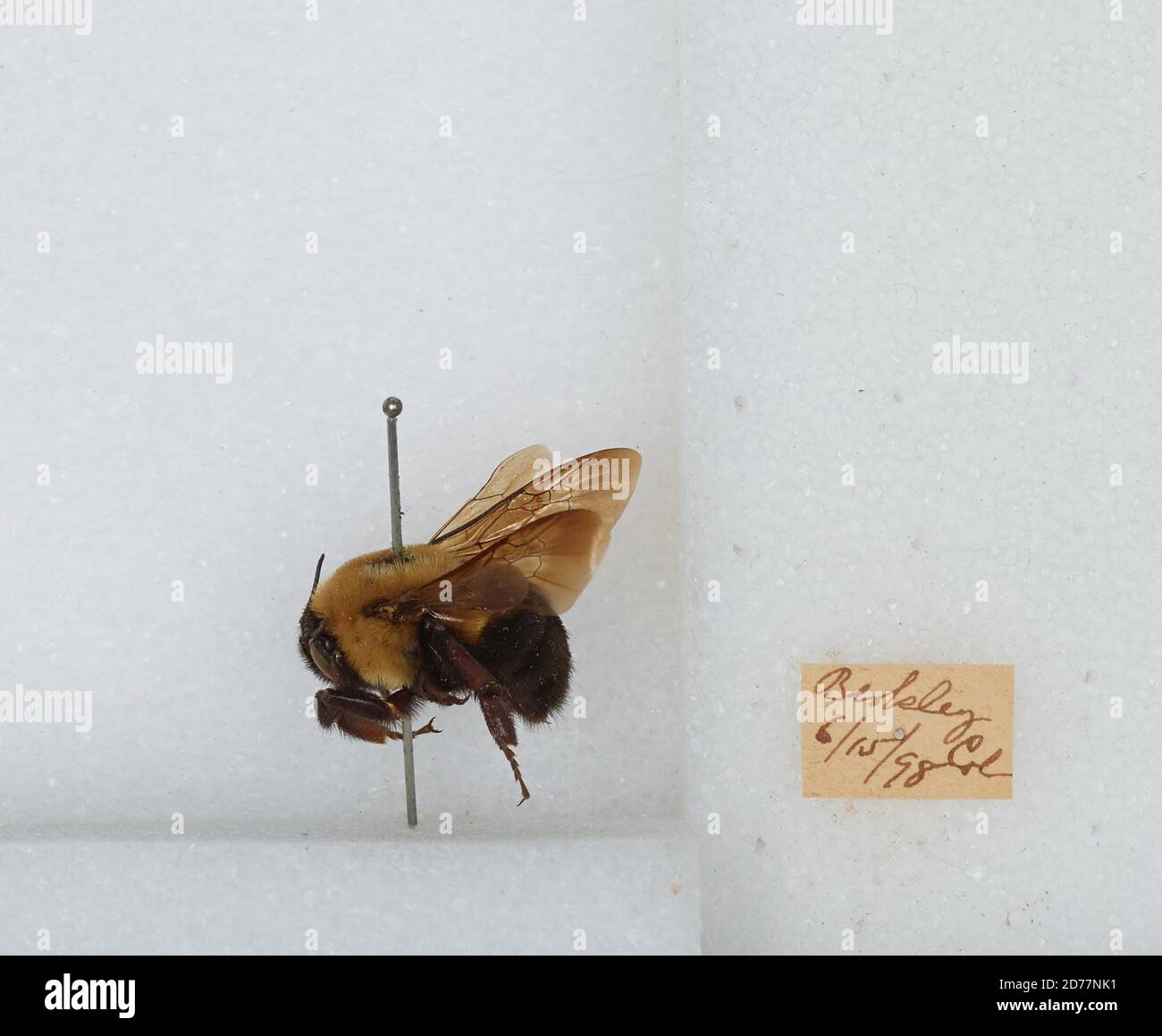 Berkeley, Alameda, California, United States, Bombus (Separatobombus ...