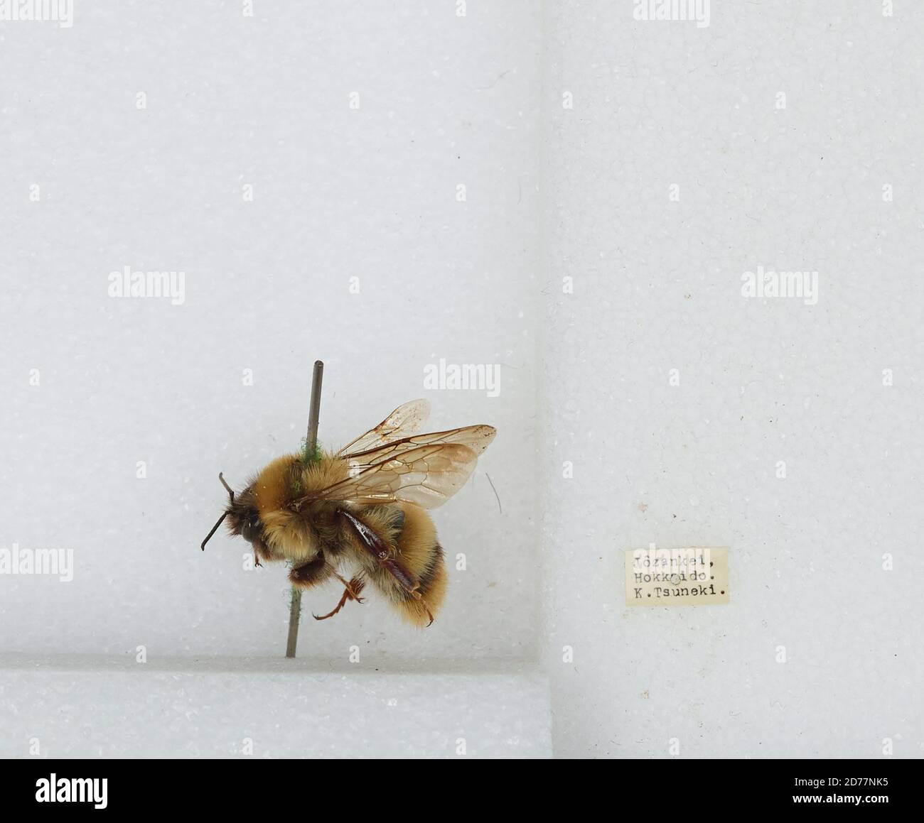 Jozankei, Hokkaido, Japan, Bombus (Bombus) ignitus Smith, Animalia, Arthropoda, Insecta ...