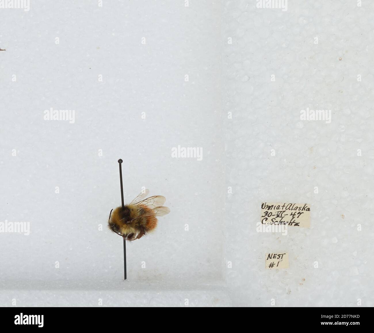 Umiat, North Slope, Alaska, United States, Bombus (Pyrobombus ...