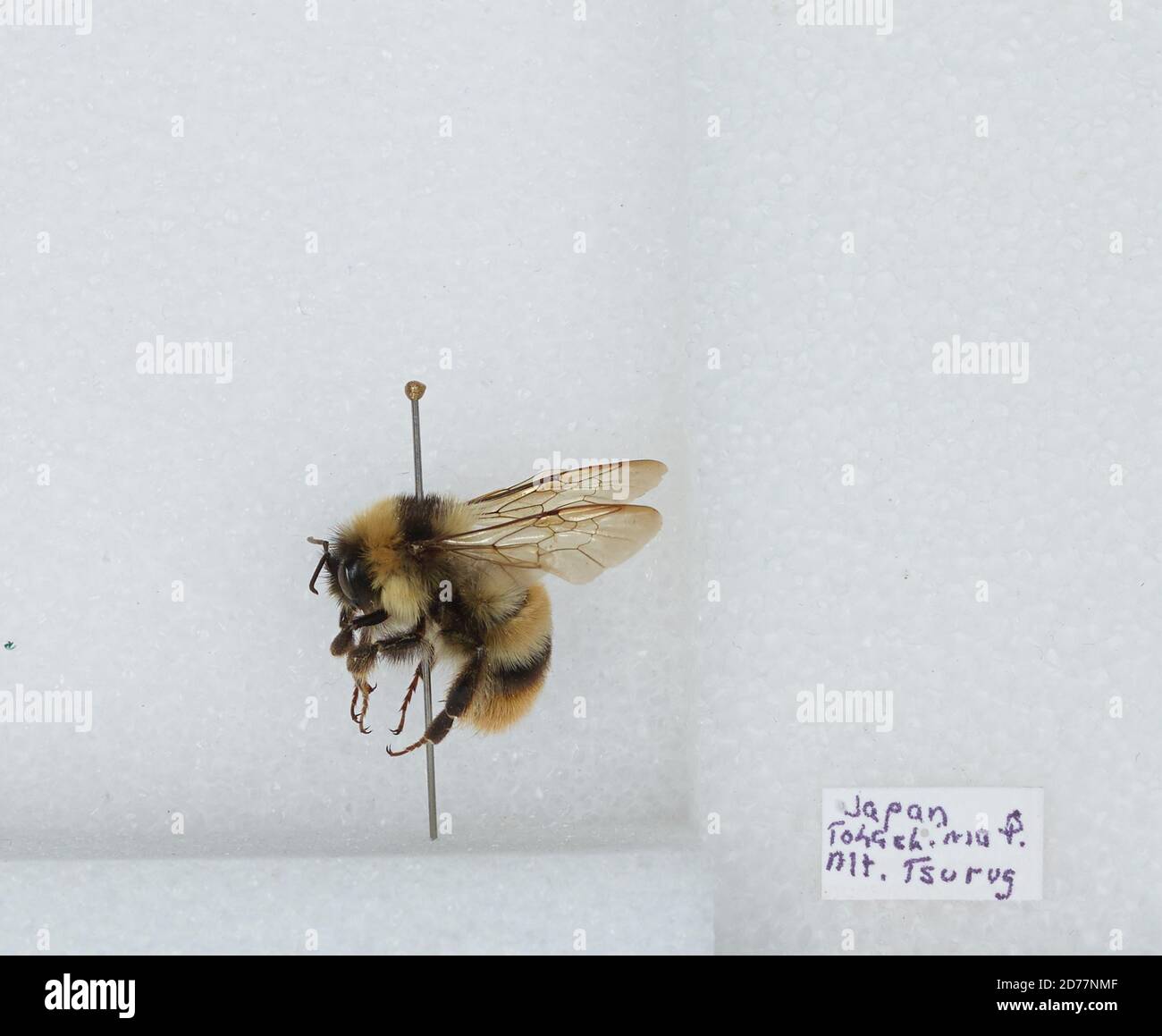 Mt. Tsurugi, Tokushima, Japan, Bombus hypocrita Pérez, 1905, Animalia ...