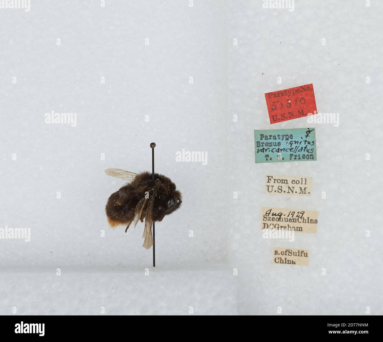 South of Yibin, Sichuan, China, Bombus (Bombus) ignitus var. canellatus ...