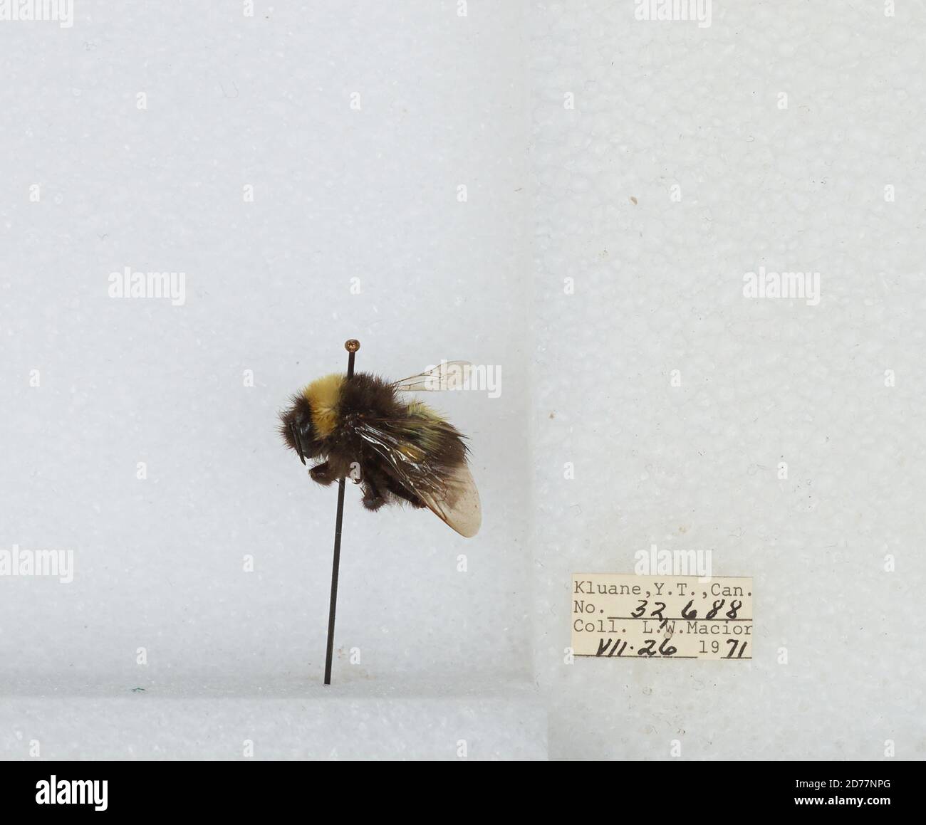 Kluane, Yukon Territory, Canada, Bombus (Bombus) lucorum (Linnaeus ...