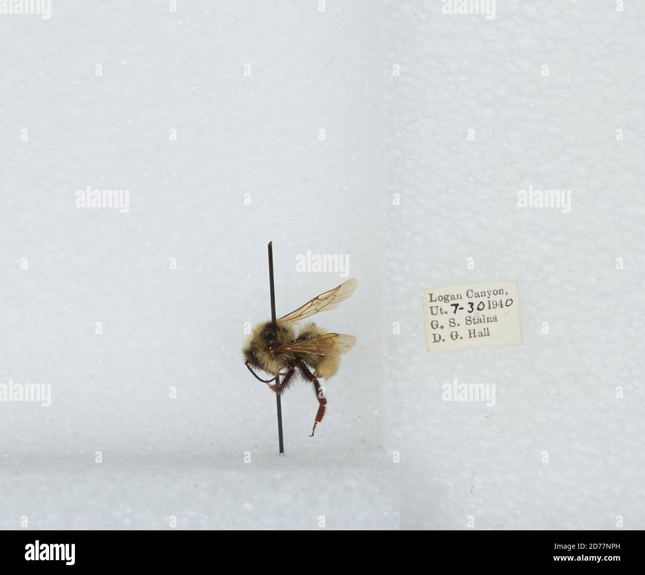 Logan Canyon, Cache, Utah, United States, Bombus (Psithyrus) insularis ...