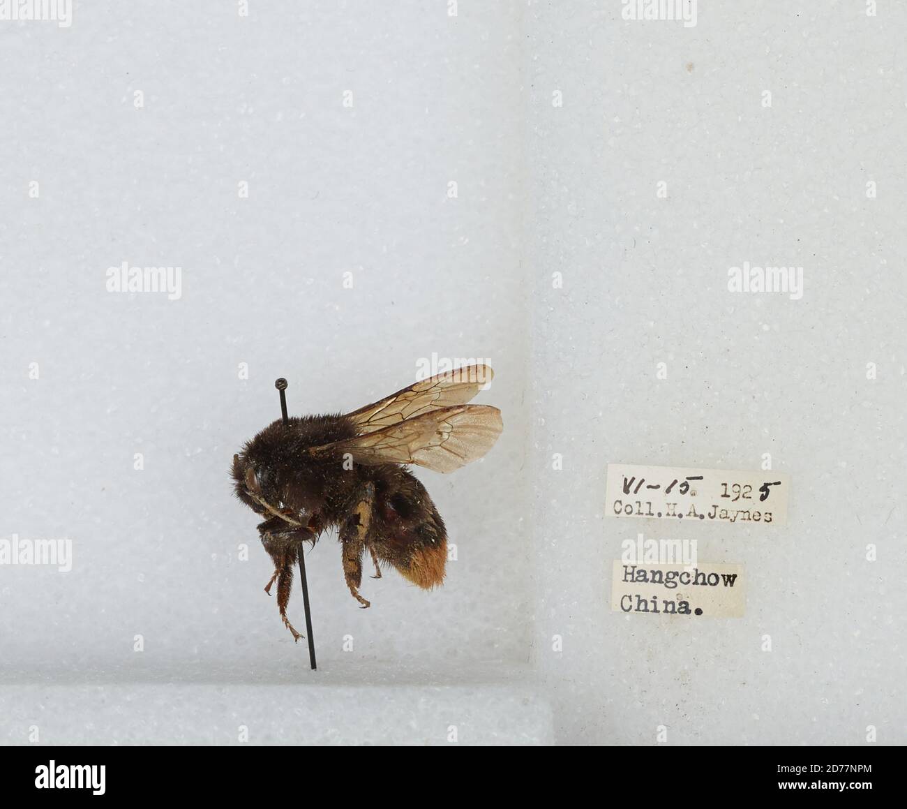 Hangzhou, Zheijang Sheng, China, Bombus (Bombus) ignitus Smith ...