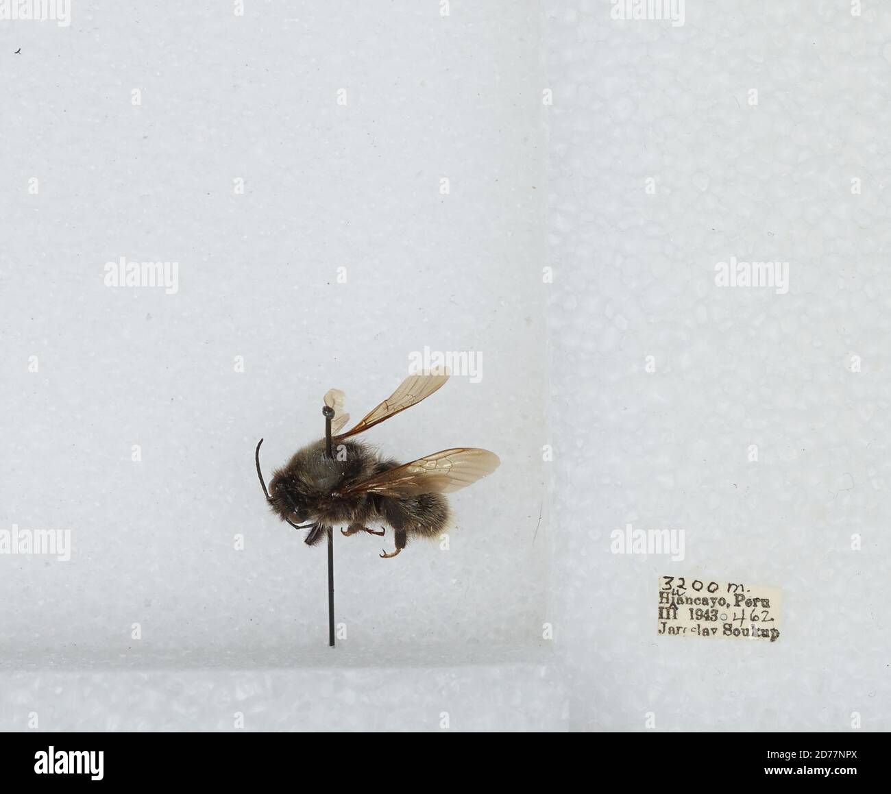 Huancayo, Junin, Peru, Bombus (Funebribombus) funebris funebris Smith ...