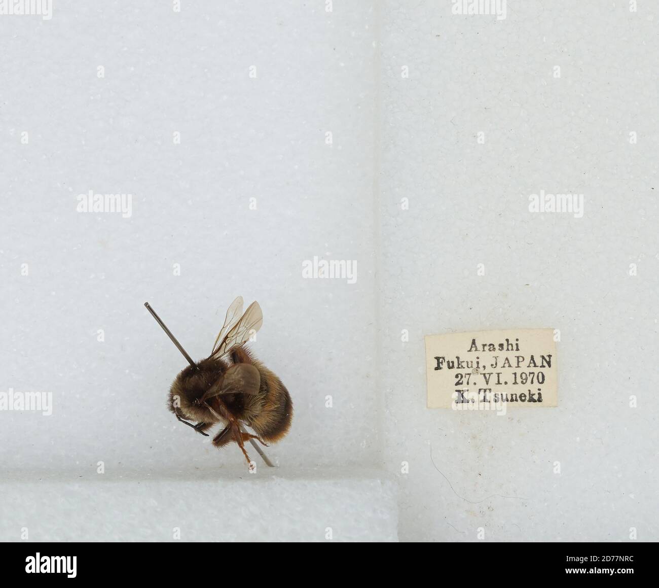 Arashi, Fukui, Japan, Bombus (Bombus) ignitus Smith, Animalia, Arthropoda, Insecta, Hymenoptera ...