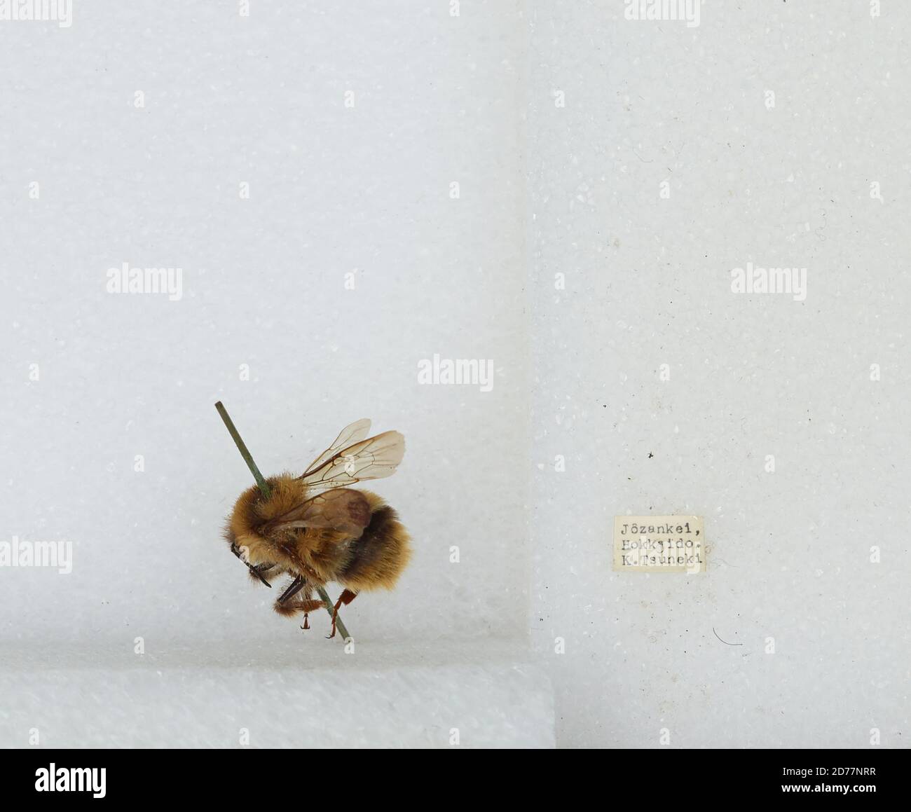 Jozankei, Hokkaido, Japan, Bombus (Bombus) ignitus Smith, Animalia ...