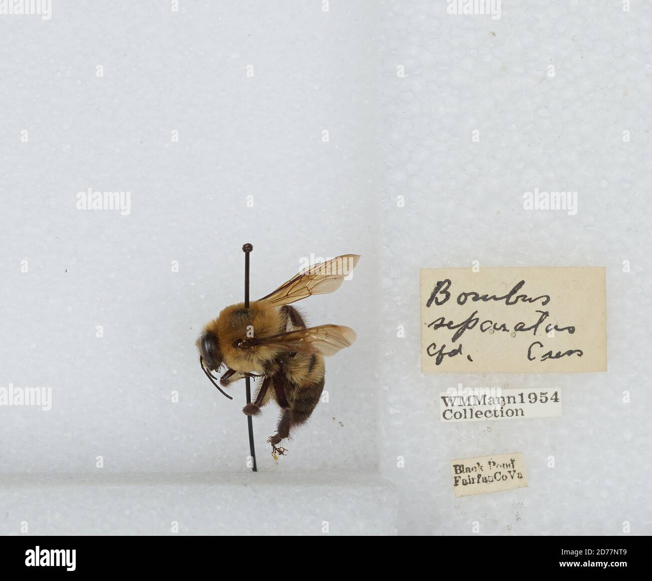 Black Pond, Fairfax, Virginia, United States, Bombus (Separatobombus ...