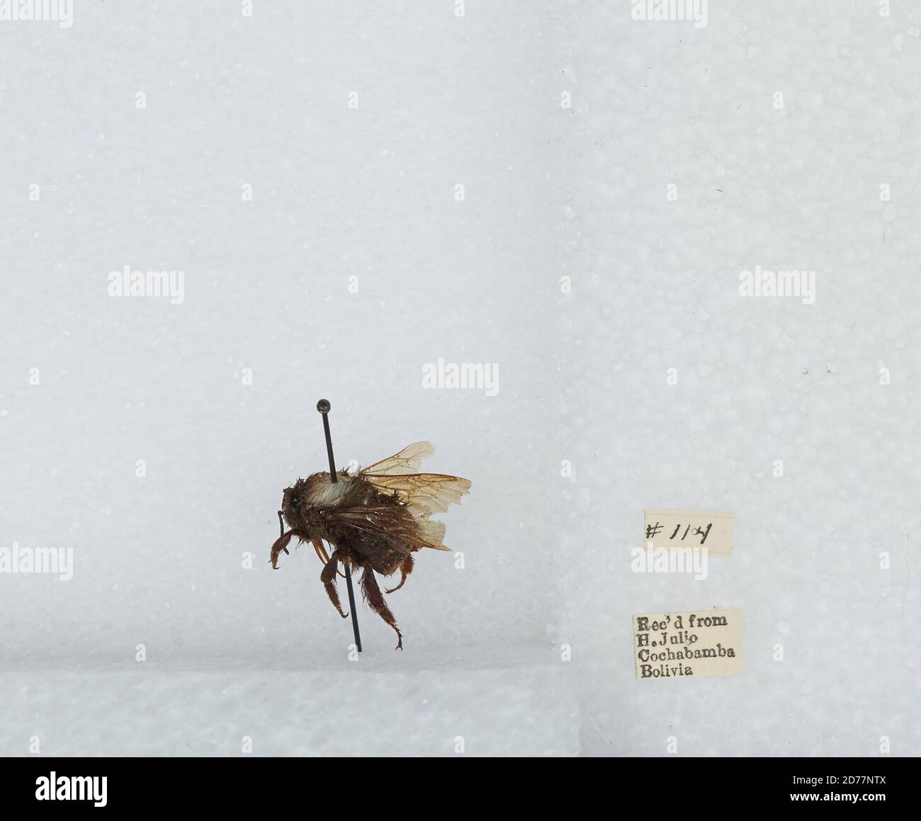 Funebris funebris smith hi-res stock photography and images - Alamy