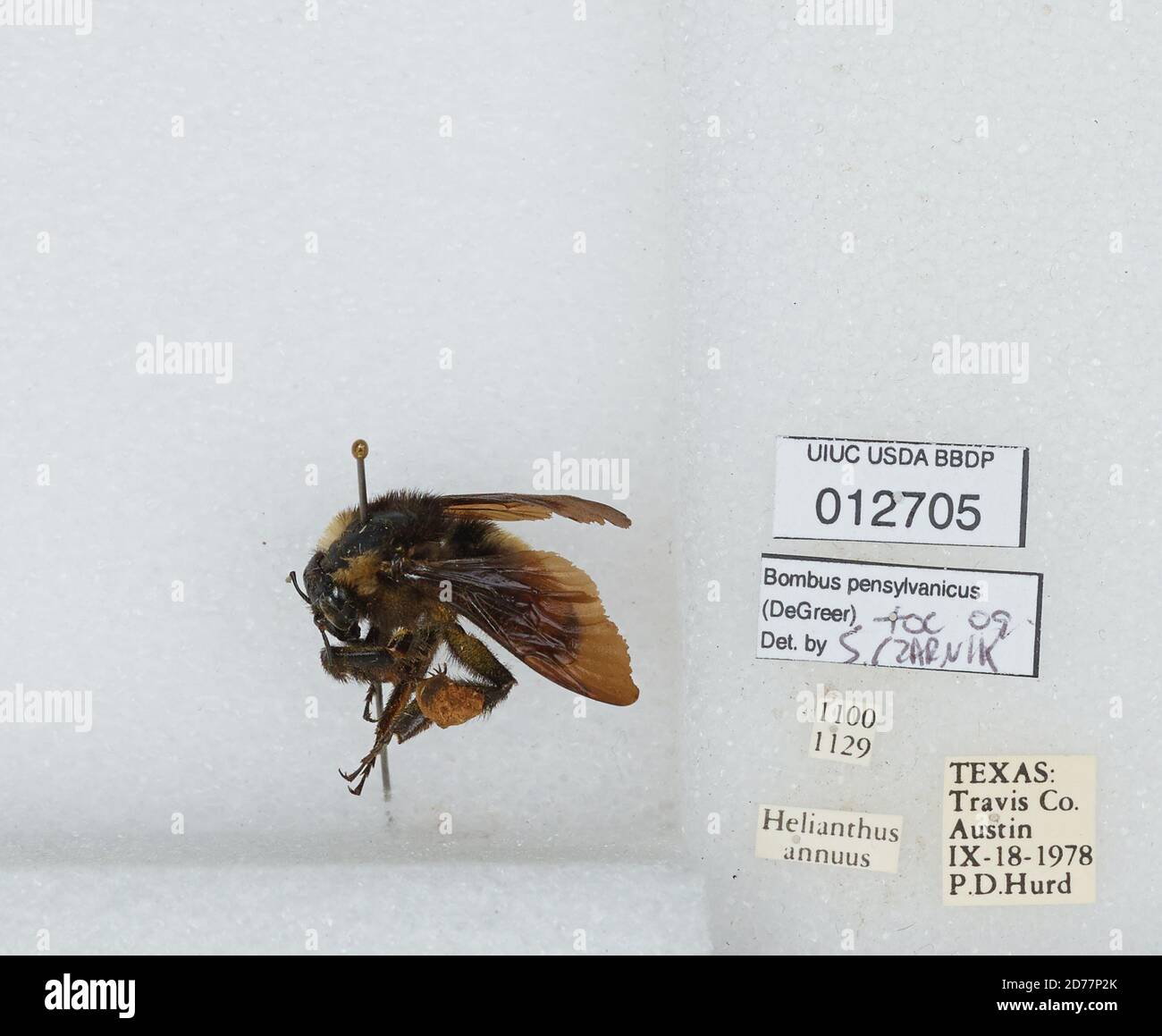 Austin, Travis, Texas, United States, Bombus (Fervidobombus ...