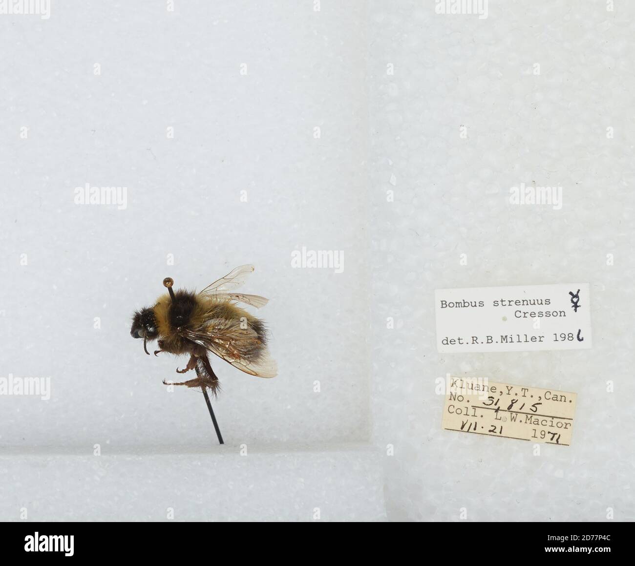 Kluane, Yukon Territory, Canada, Bombus (Alpinobombus) neoboreus Sladen ...