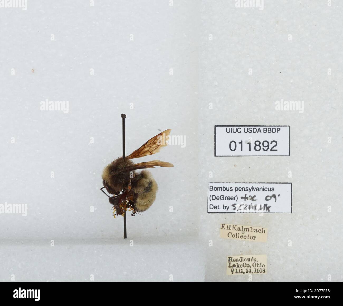 Headlands, Lake, Ohio, United States, Bombus (Fervidobombus ...