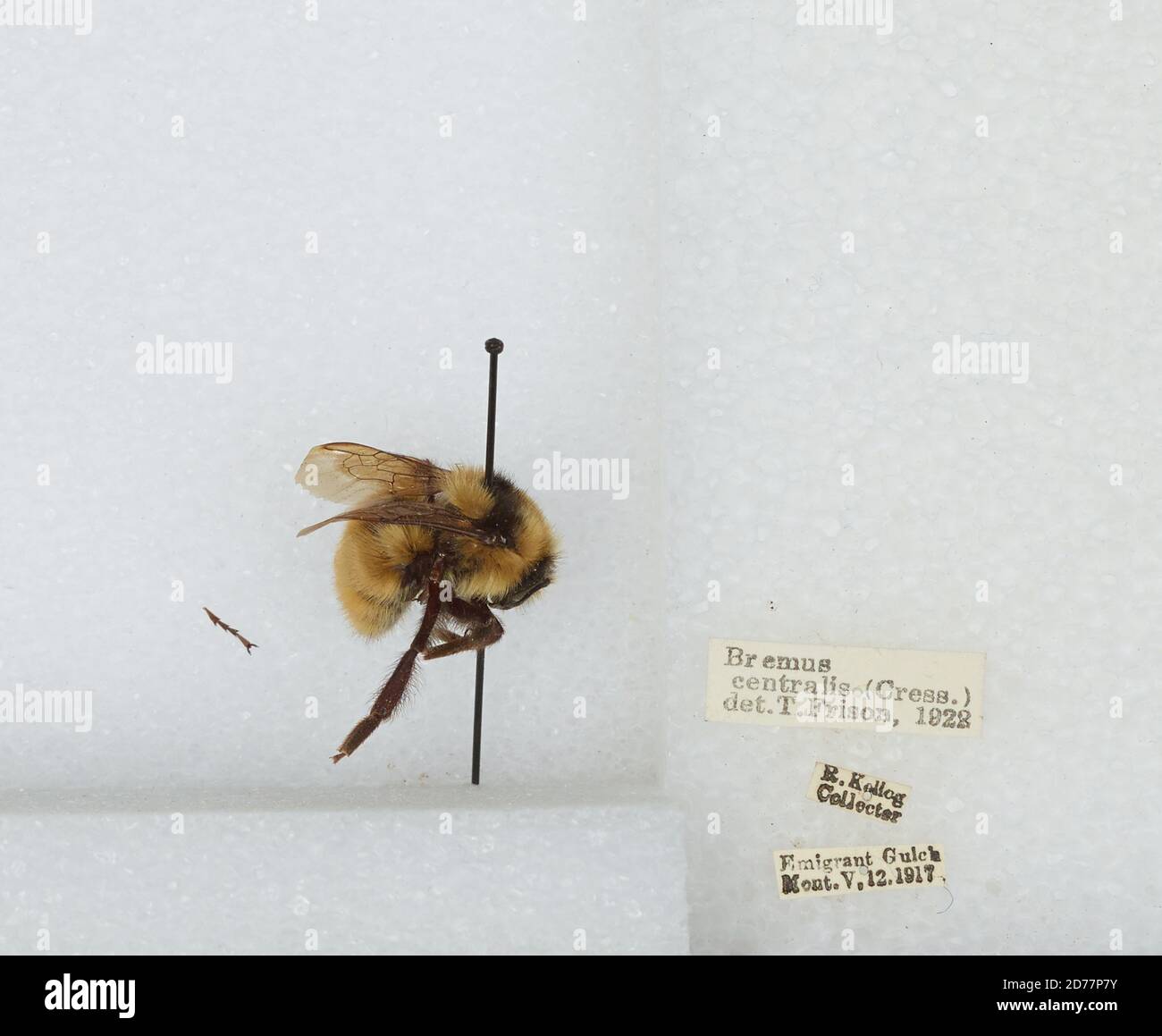 Emigrant Gulch, Park, Montana, United States, Bombus (Pyrobombus ...