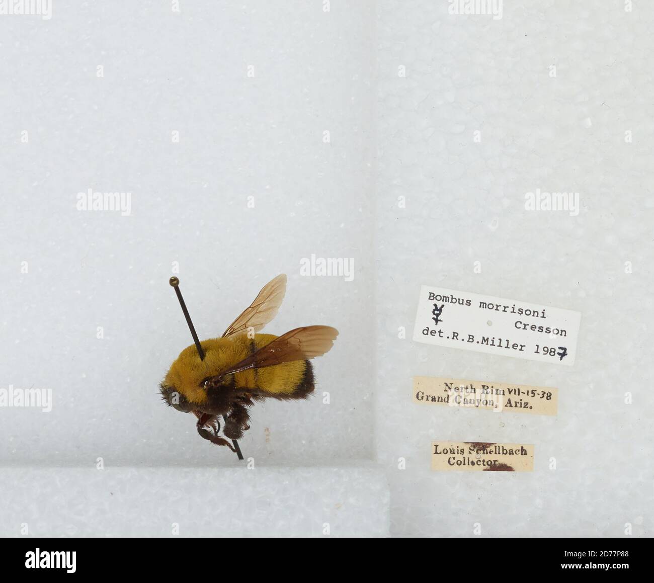 North Rim Grand Canyon, Coconino, Arizona, United States, Bombus ...
