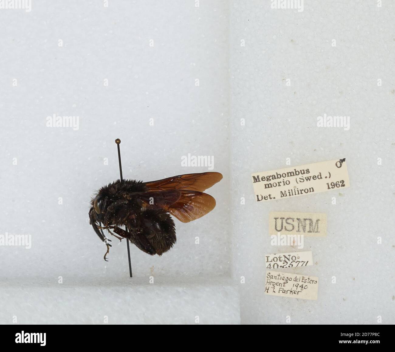 Santiago del Estero, Argentina, Bombus (Fervidobombus) morio (Swederus ...