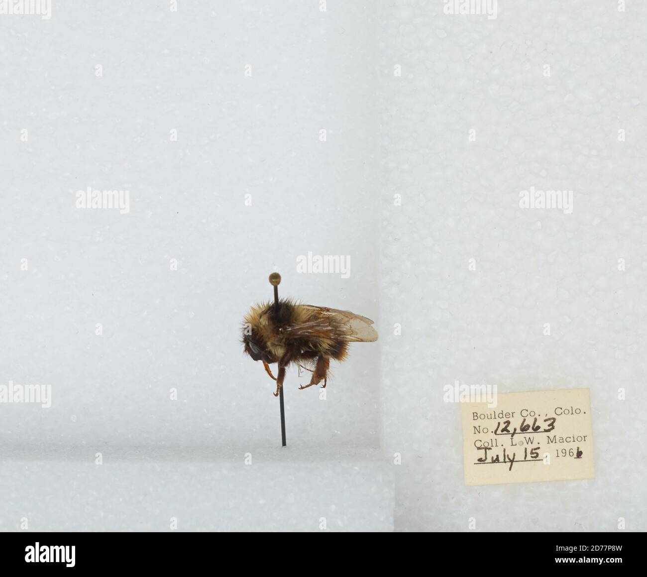 Boulder, Colorado, United States, Bombus (Alpinobombus) balteatus ...