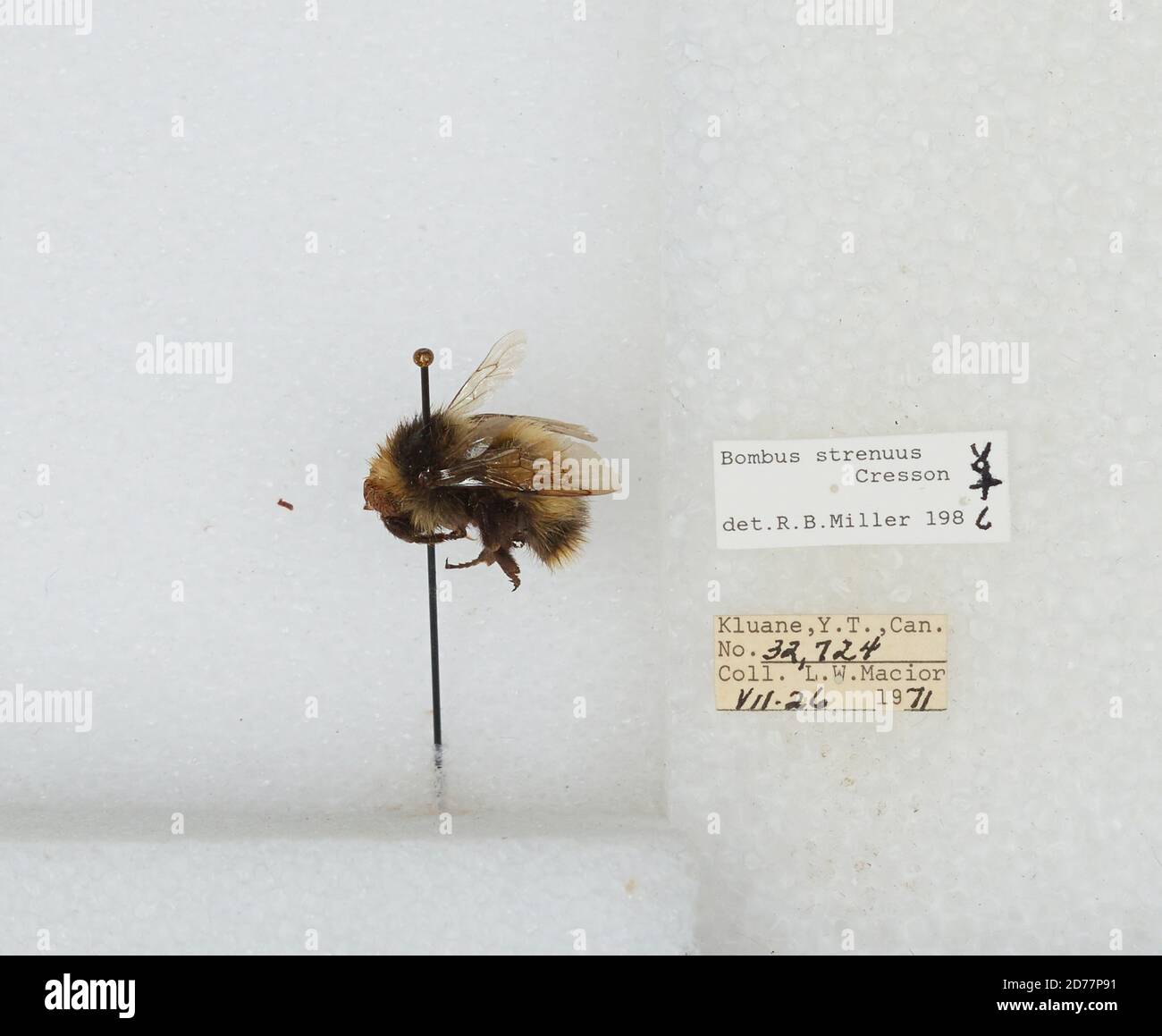 Kluane, Yukon Territory, Canada, Bombus (Alpinobombus) neoboreus Sladen ...