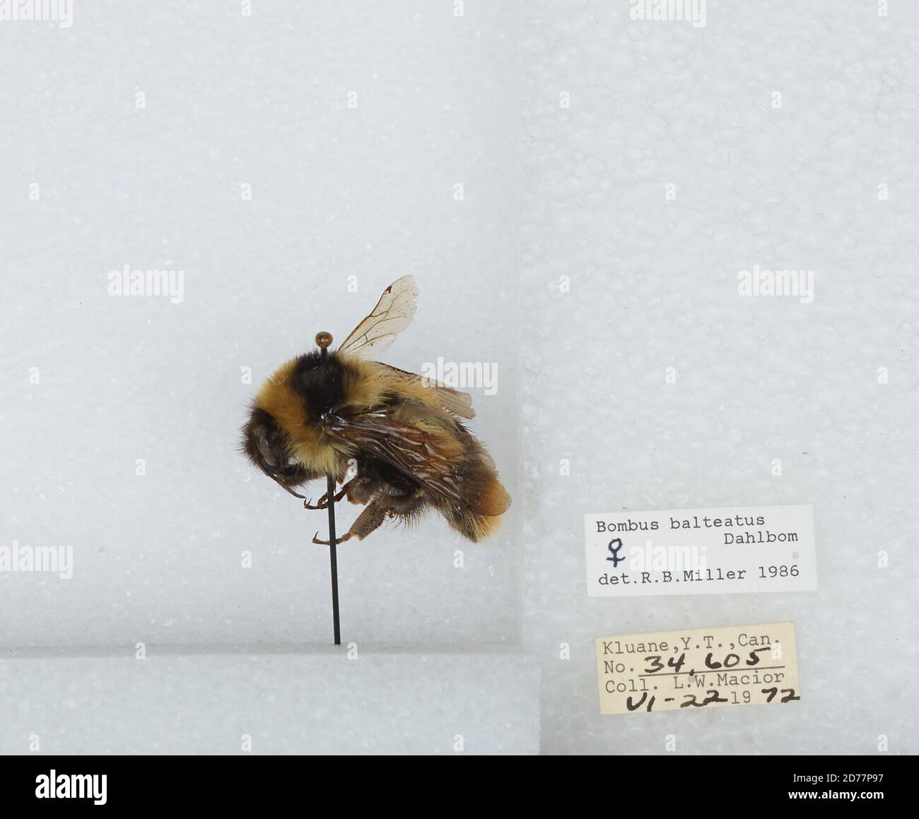 Kluane, Yukon Territory, Canada, Bombus (Alpinobombus) balteatus ...