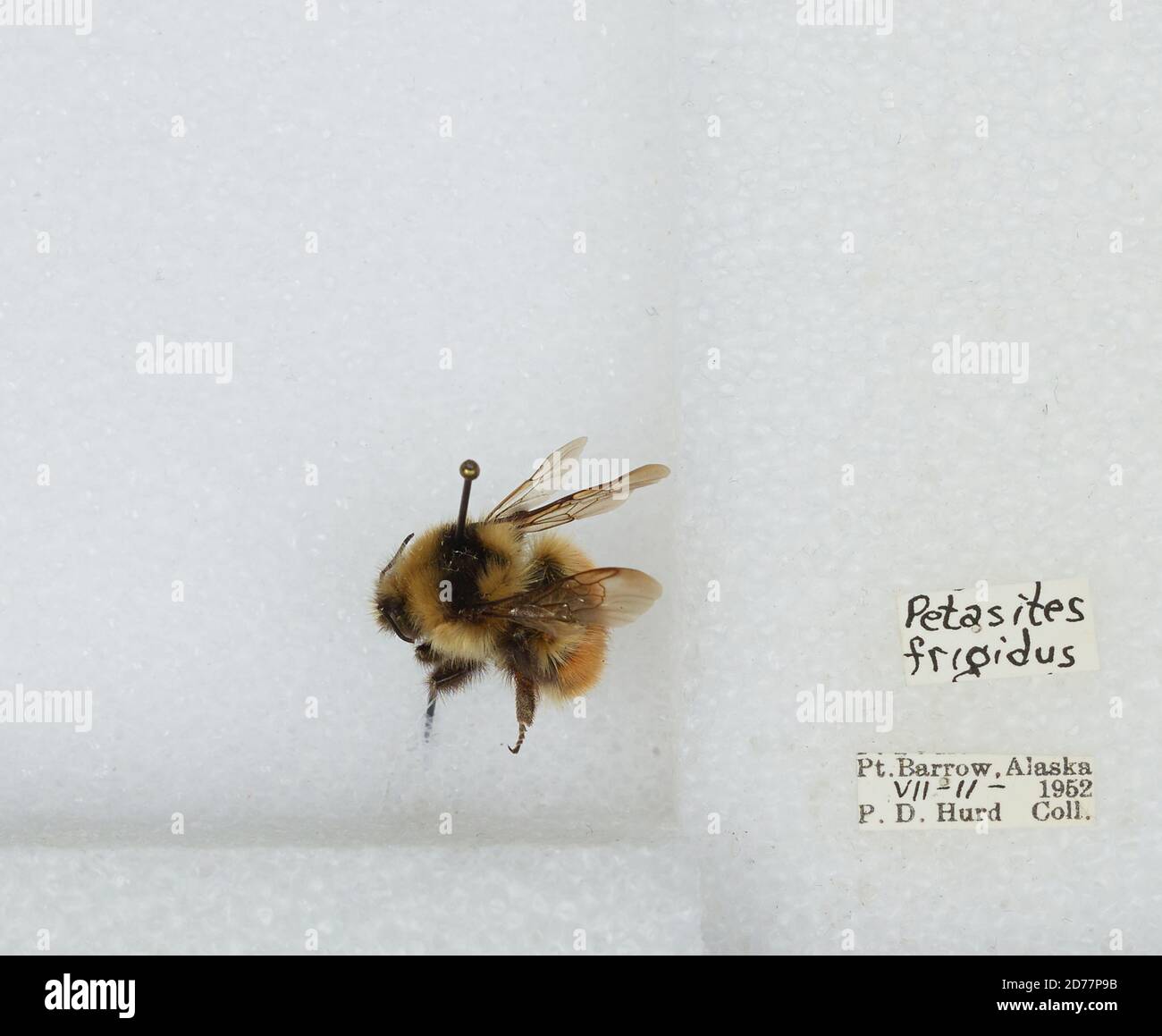 Point Barrow, North Slope, Alaska, United States, Bombus (Pyrobombus ...